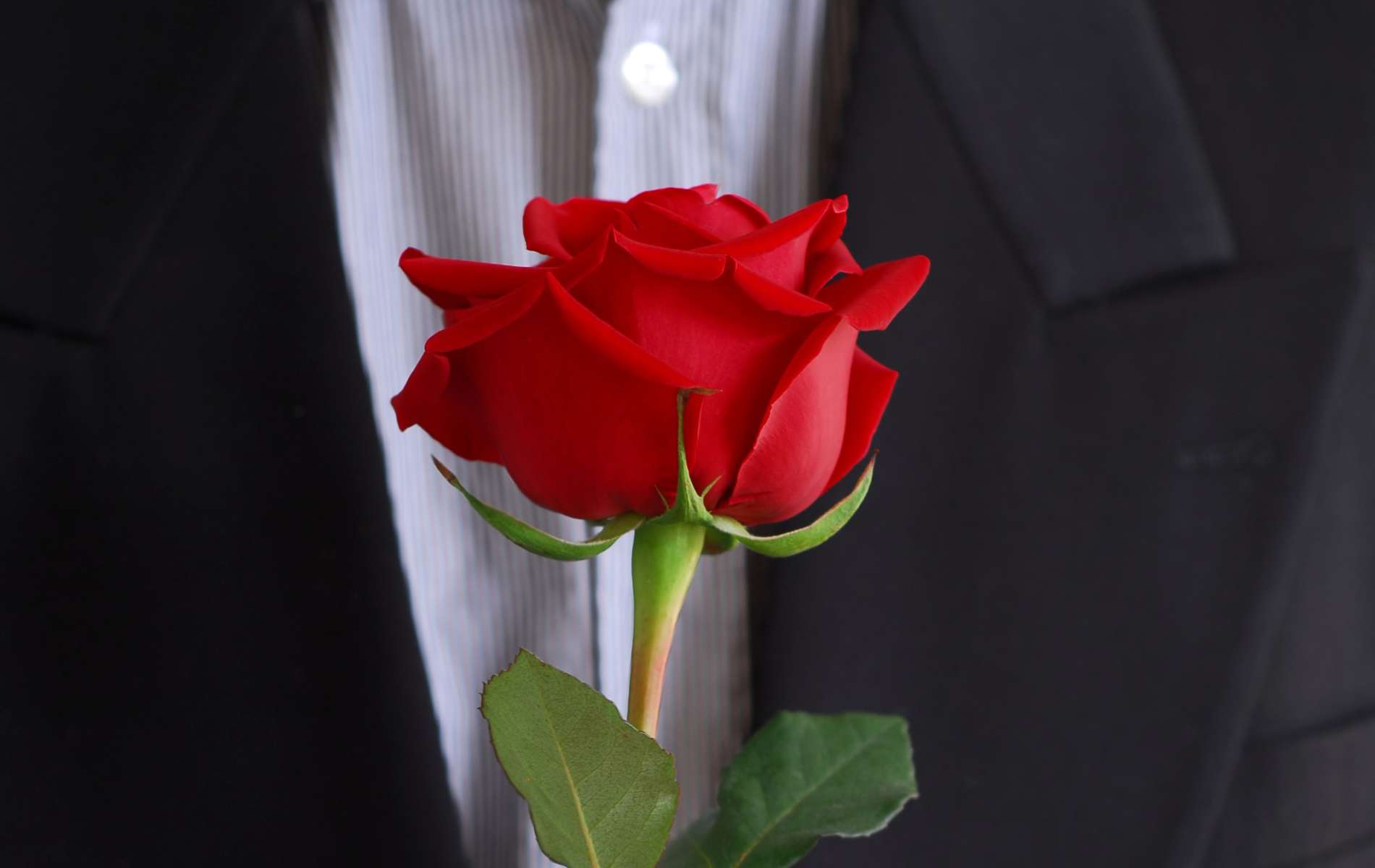 Signification roses : Combien en offrir ? - Touchard Fleurs Signification roses : Combien en offrir ? - Touchard Fleurs