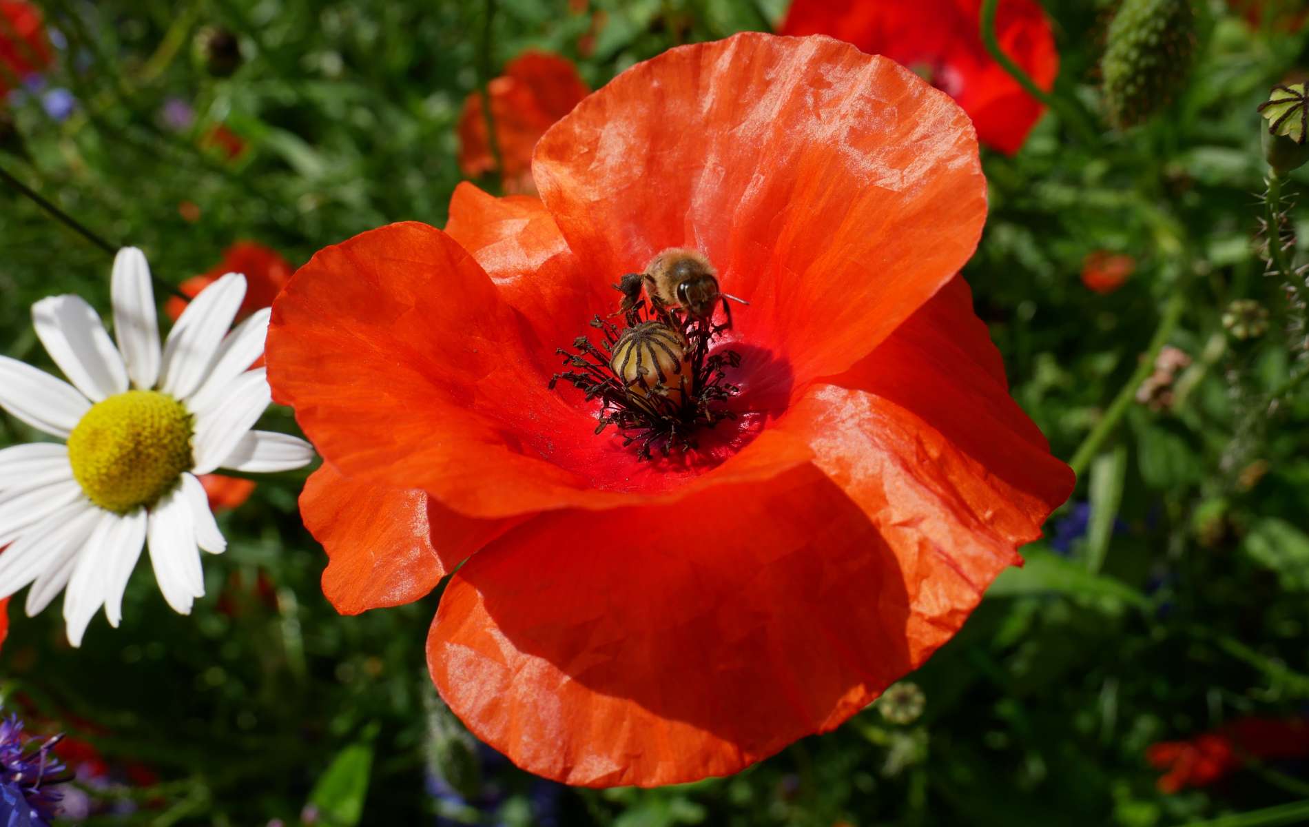 Fleurs pour abeilles : favoriser la pollinisation - Touchard Fleurs